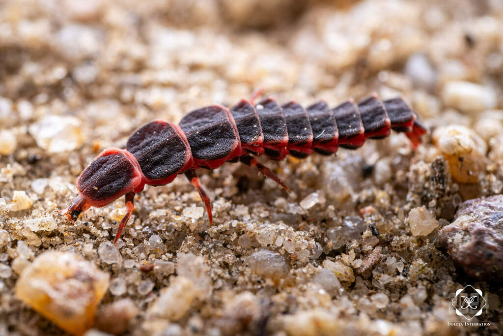 California Pink Glowworm from 美国加利福尼亚圣迭戈 on March 16, 2024 at 09:11 PM ...