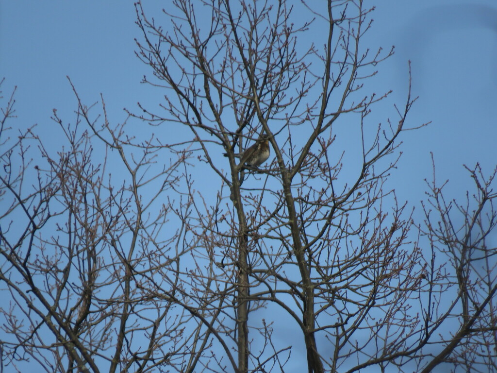 Fieldfare from Центральный р-н, Воронеж, Воронежская обл., Россия on ...