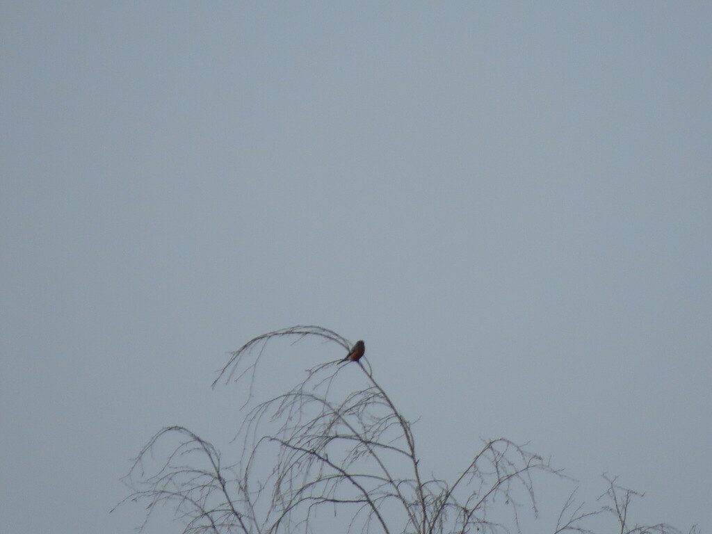 Eurasian Bullfinch from Центральный р-н, Воронеж, Воронежская обл ...