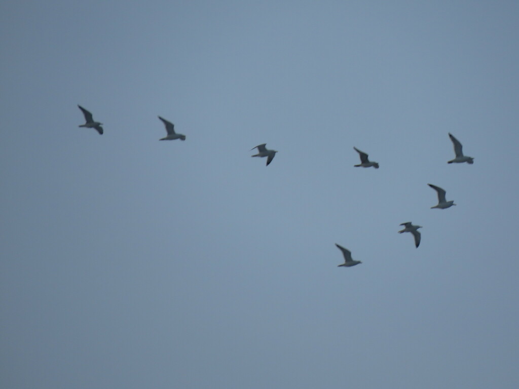 Caspian Gull from Центральный р-н, Воронеж, Воронежская обл., Россия on ...