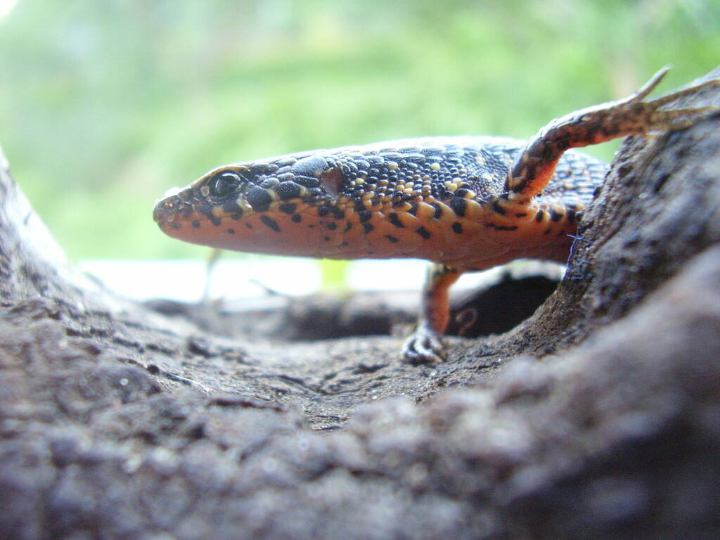 Pernambuco Teiid from Guaramiranga - CE, Brasil on January 1, 2006 at 12:00 AM by Sanjay Veiga ...