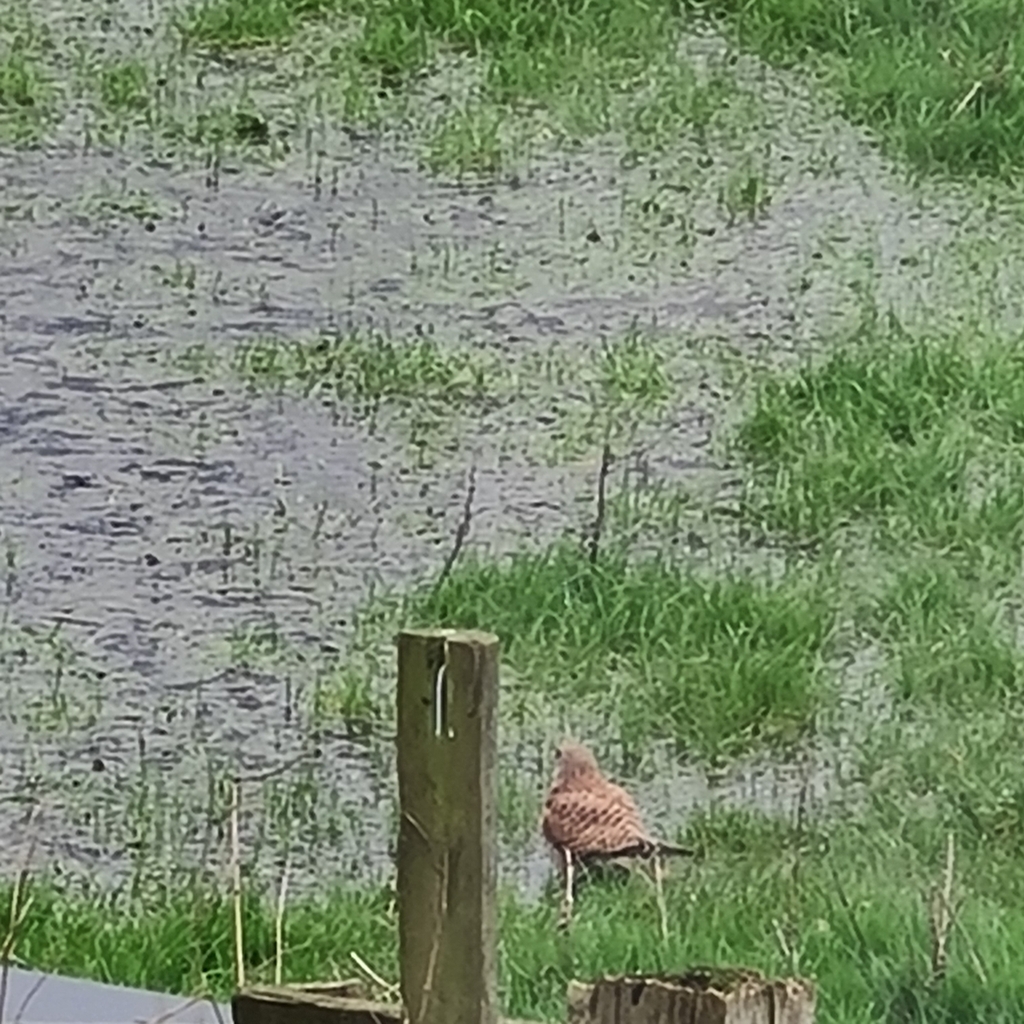 Eurasian Kestrel from Tingley, UK on March 15, 2024 by Sally naylor ...