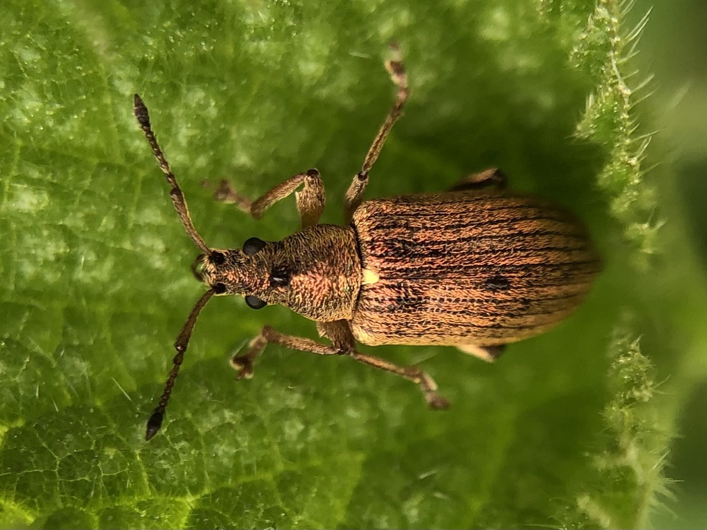 Common Leaf Weevil from 44710 Port-Saint-Père, France on March 17, 2024 ...