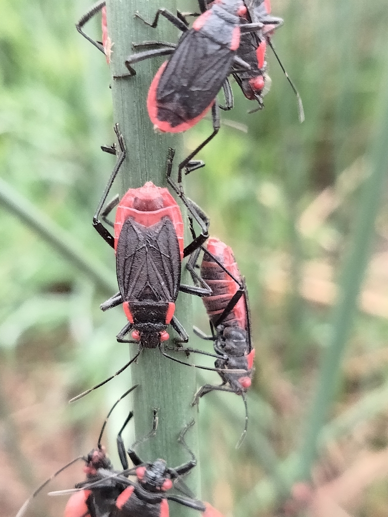 Red-shouldered Bug from Plano, TX 75025, USA on March 17, 2024 at 10:13 ...