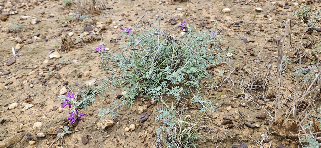 bearded prairie clover from Encinal, TX 78019, USA on March 17, 2024 at ...