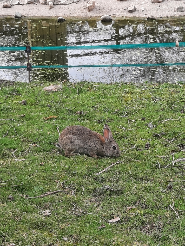European Rabbit in March 2024 by Paula · iNaturalist