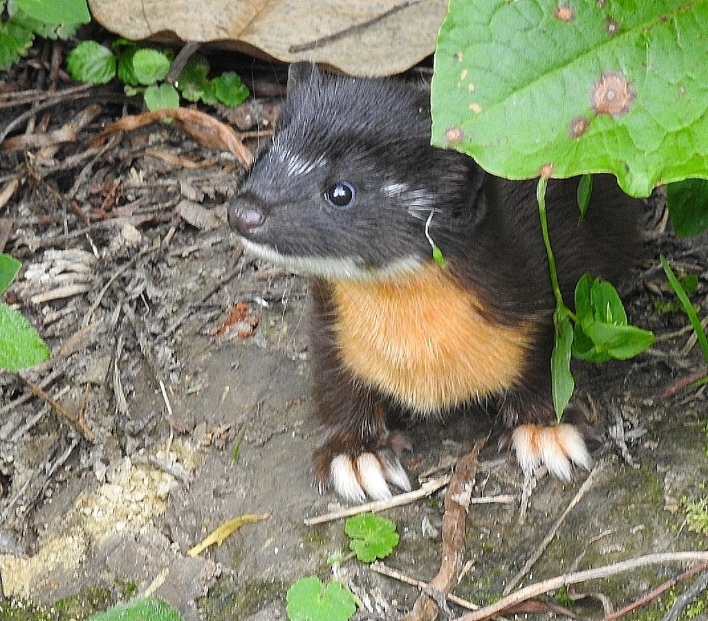 Long-tailed Weasel from Génova, Quindío, Colombia on March 11, 2024 at ...
