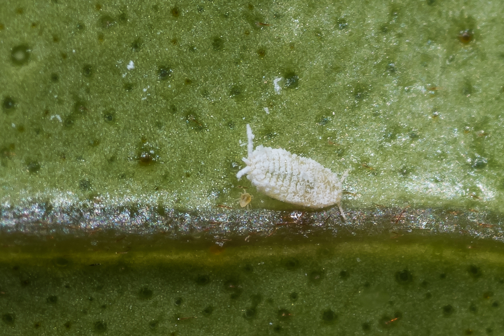 Mealybugs from Heaphy Track, Kahurangi National Park on April 26, 2016 ...