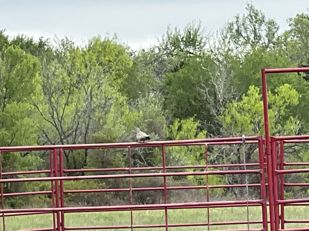 White-winged Dove from FM-3058, Caldwell, TX, US on March 17, 2024 at ...