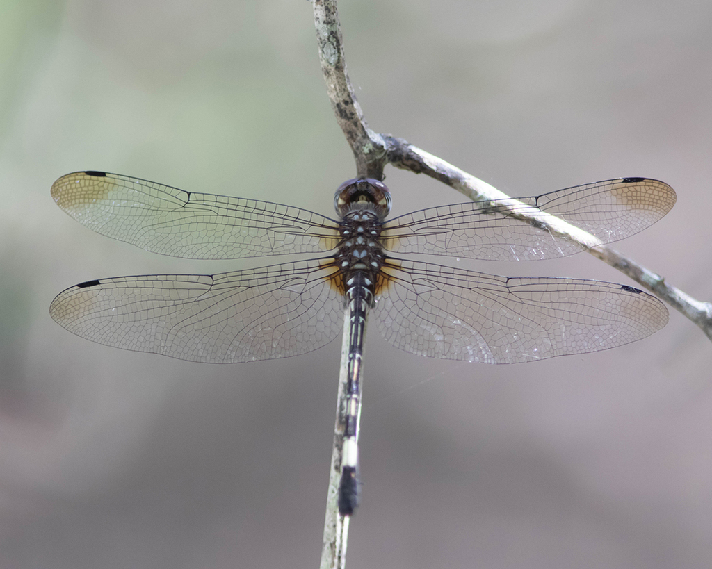 Pale-faced Clubskimmer from Southside, San Antonio, TX, USA on ...