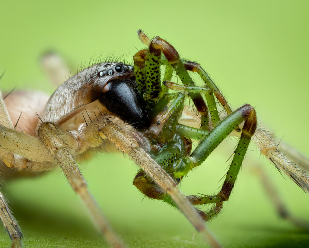 Eurasian Green Crab Spider in March 2024 by Markus Horrer · iNaturalist