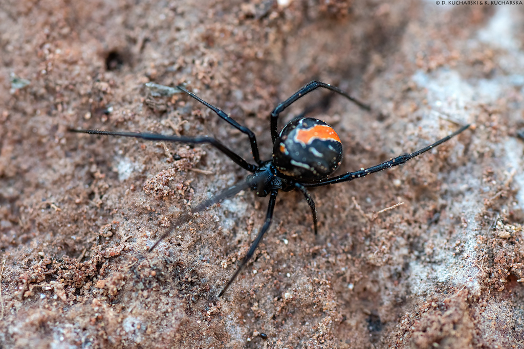 Redback Spider from Cubba NSW 2835, Australia on July 25, 2023 at 07:21 ...