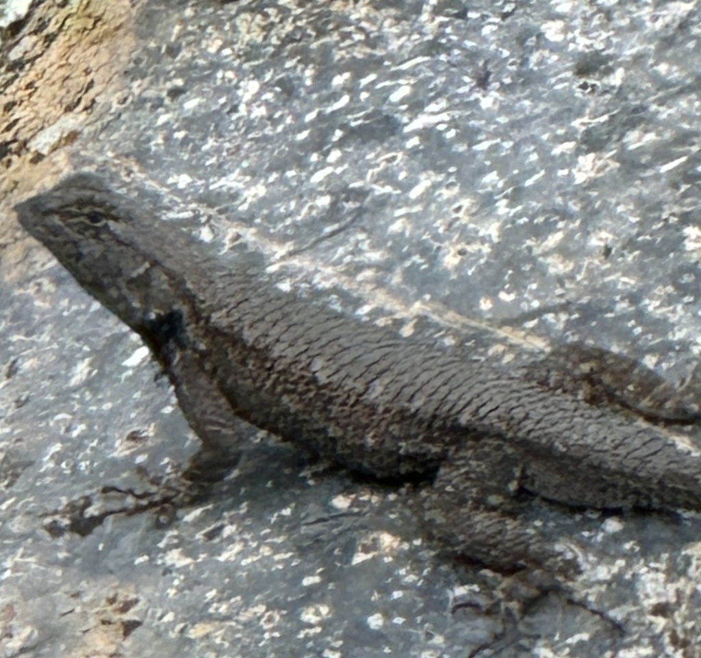 Spiny Lizards from San Diego, CA, US on March 15, 2024 at 01:14 PM by ...