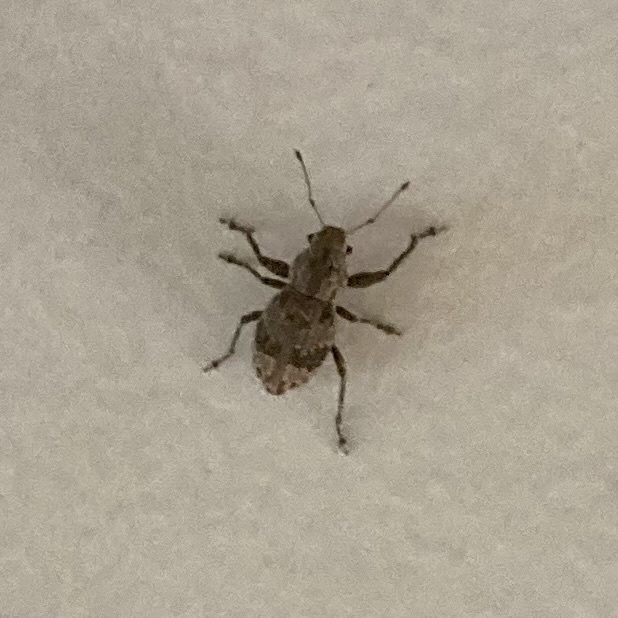 Pantomorus postfasciatus from Dublín, Buenos Aires, CABA, AR on March ...