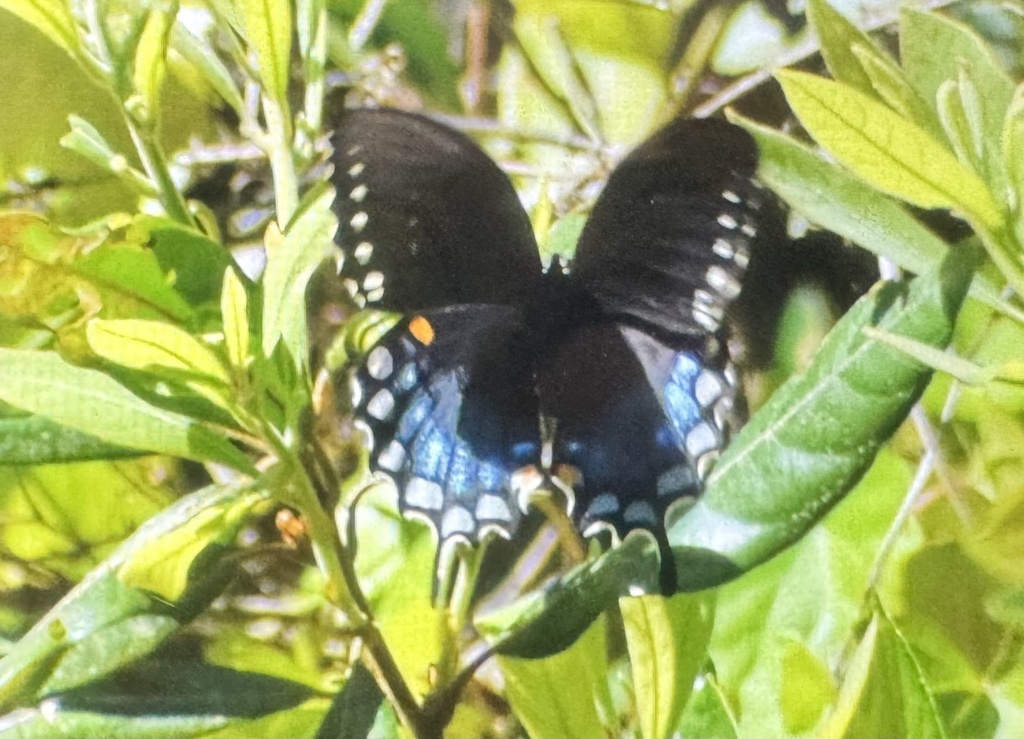 Spicebush Swallowtail from Paynes Prairie Preserve State Park, Micanopy ...