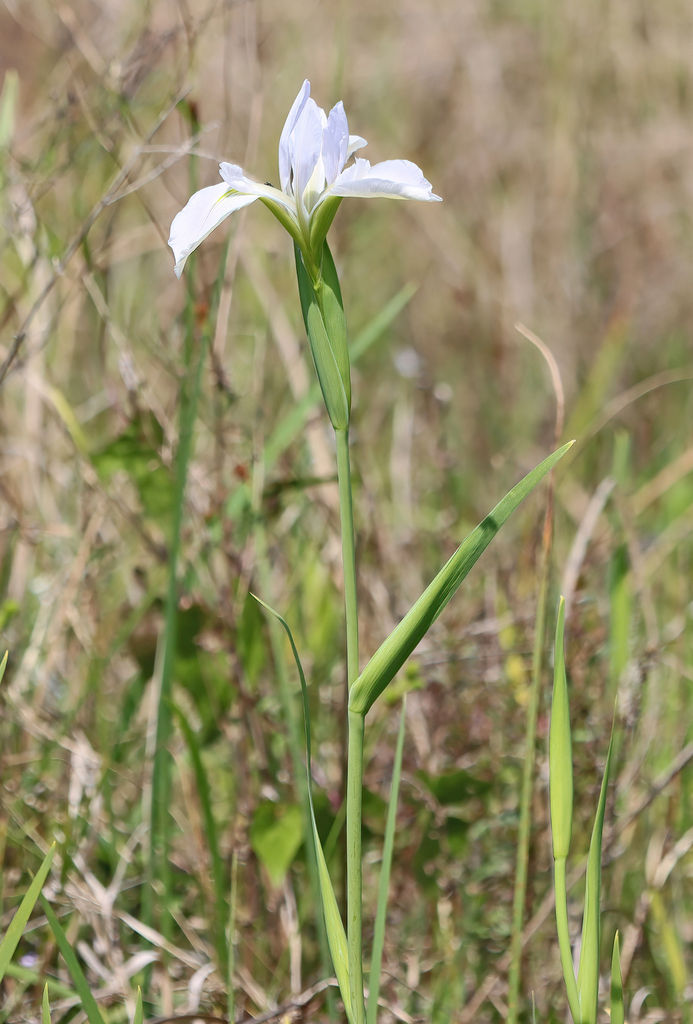 Prairie Iris from Orange County, FL, USA on March 16, 2024 at 01:11 PM ...