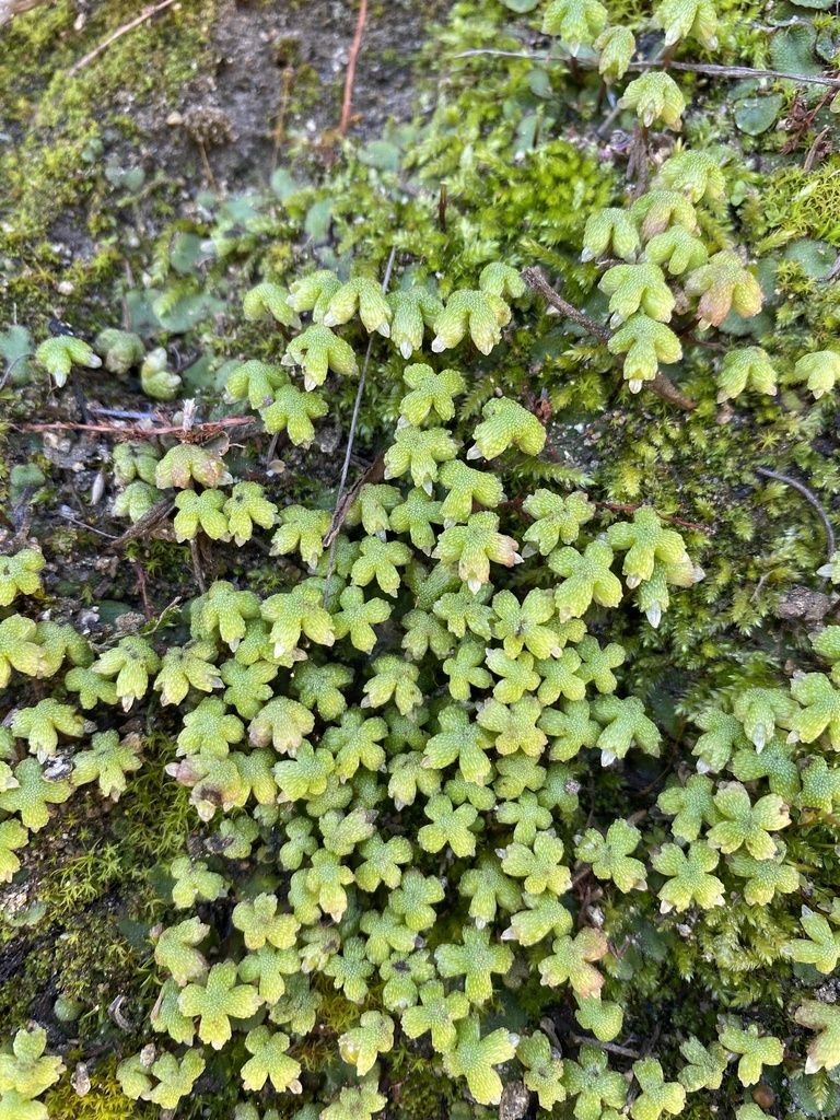 California asterella from Stough Canyon Nature Center, Burbank, CA, US ...