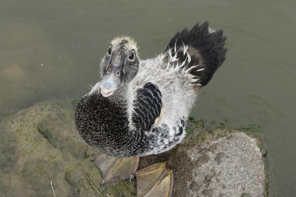 Domestic Muscovy Duck from Town Resaca, Brownsville, TX, US on March 11 ...