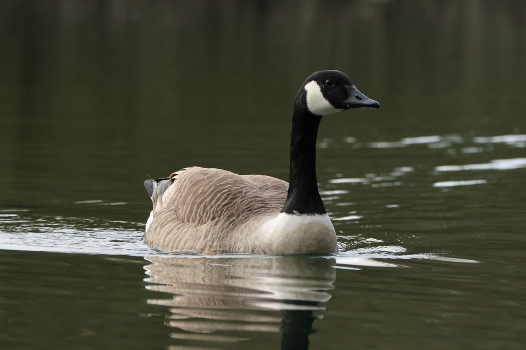 Canada Goose from Burton Riggs Nature Reserve on 17 March, 2024 by sam ...