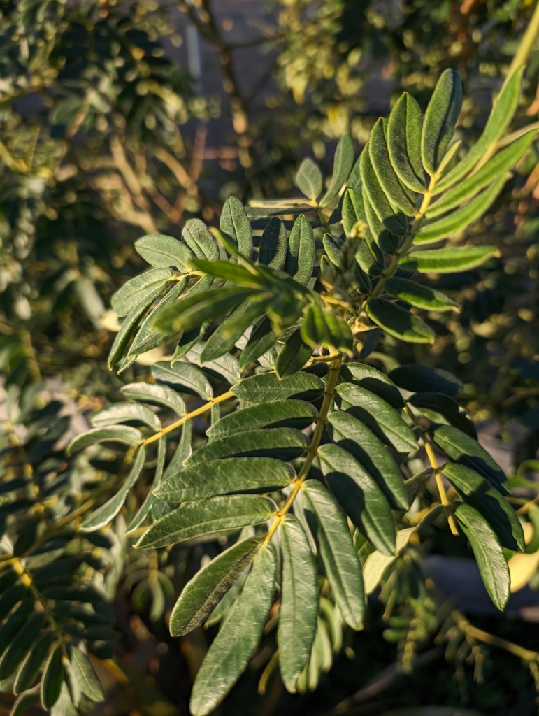 Buttercup Bush from Tea Tree TAS 7017, Australia on March 18, 2024 at ...