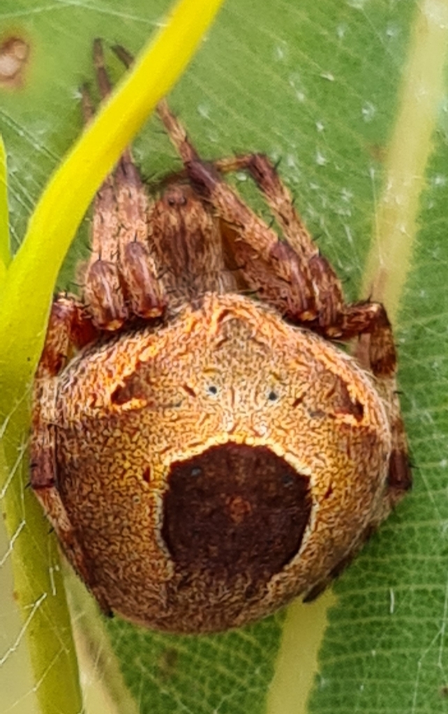 Outback Orb-weavers from Beaver Rock QLD 4650, Australia on March 16 ...