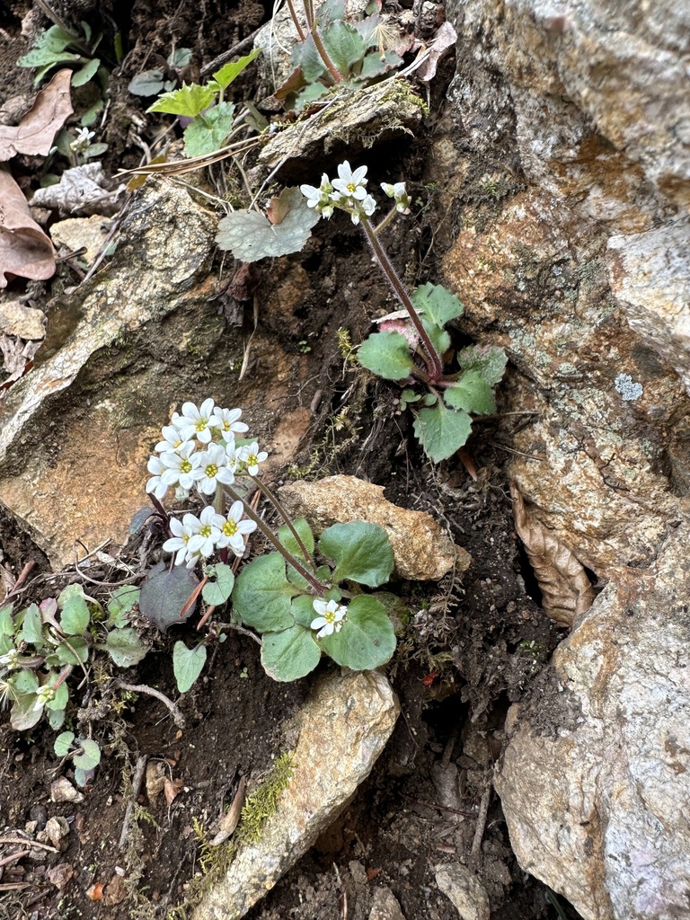 Virginia saxifrage from George Washington & Jefferson National Forests ...
