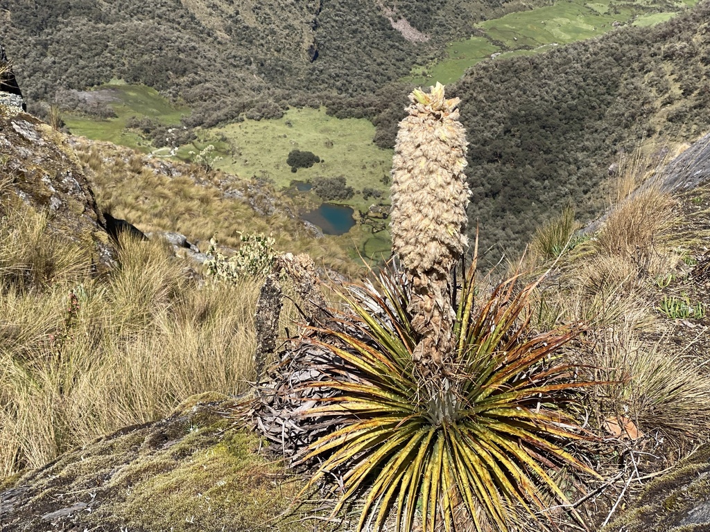 Puya lutheri from Huari, PE-AN, PE on February 28, 2024 at 05:59 PM by ...