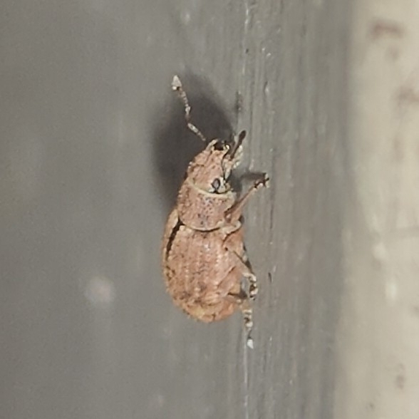 Nut Leaf Weevil from Silverdale on March 17, 2024 at 03:09 AM by ...