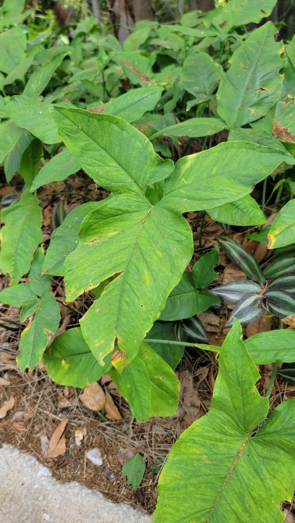 Goosefoot-plant from Pinellas Park, FL 33782, USA on March 17, 2024 at ...