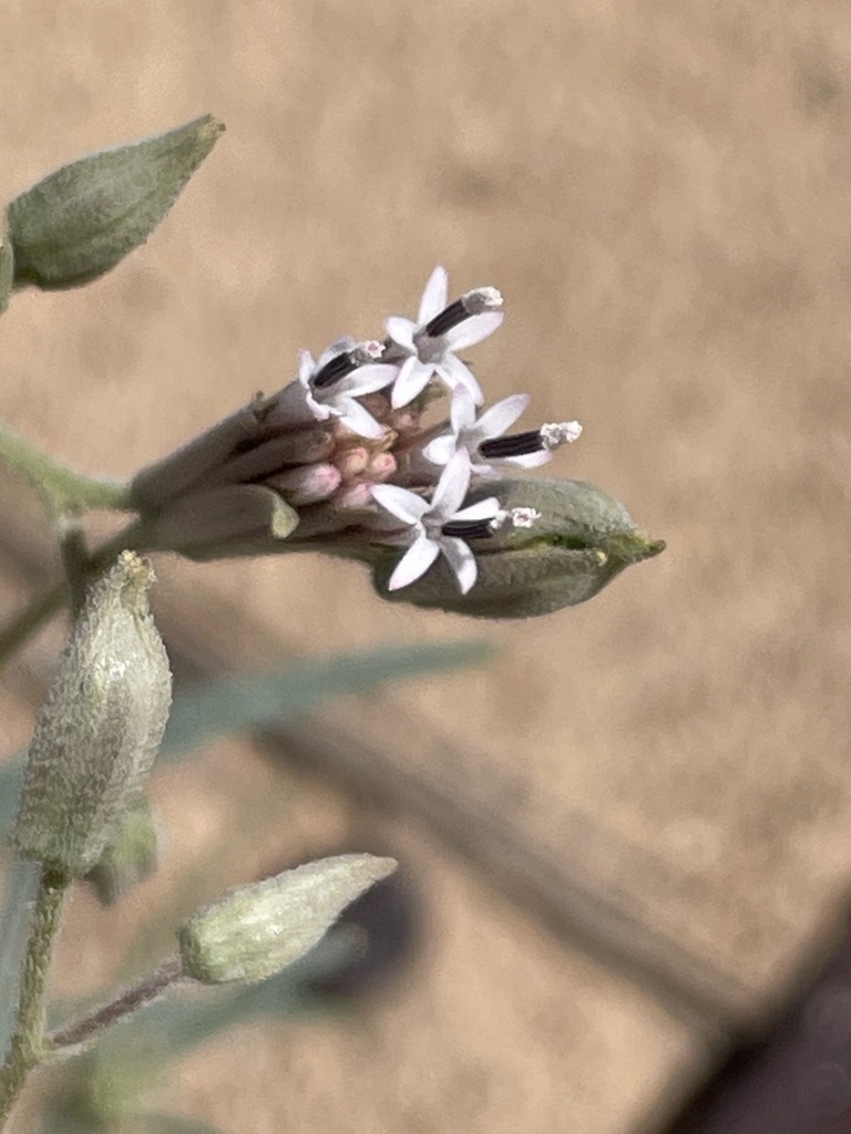 Spanish needle from Grays Wells Rd, Winterhaven, CA, US on March 17 ...