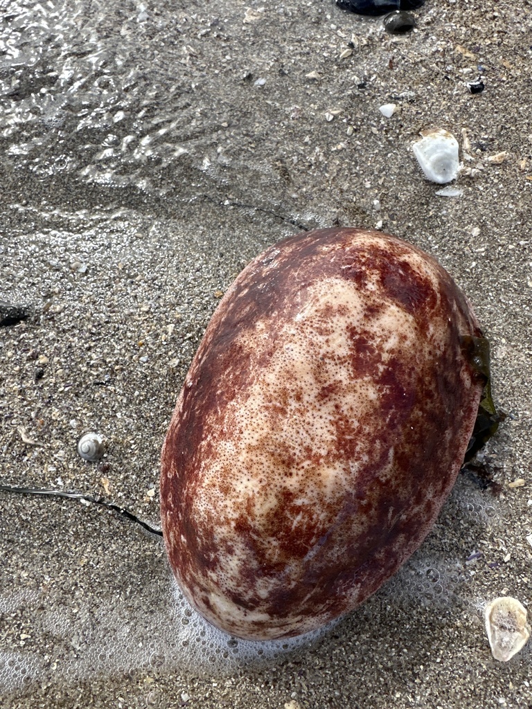 Gumboot Chiton from North Pacific Ocean, CA, US on March 17, 2024 at 04 ...