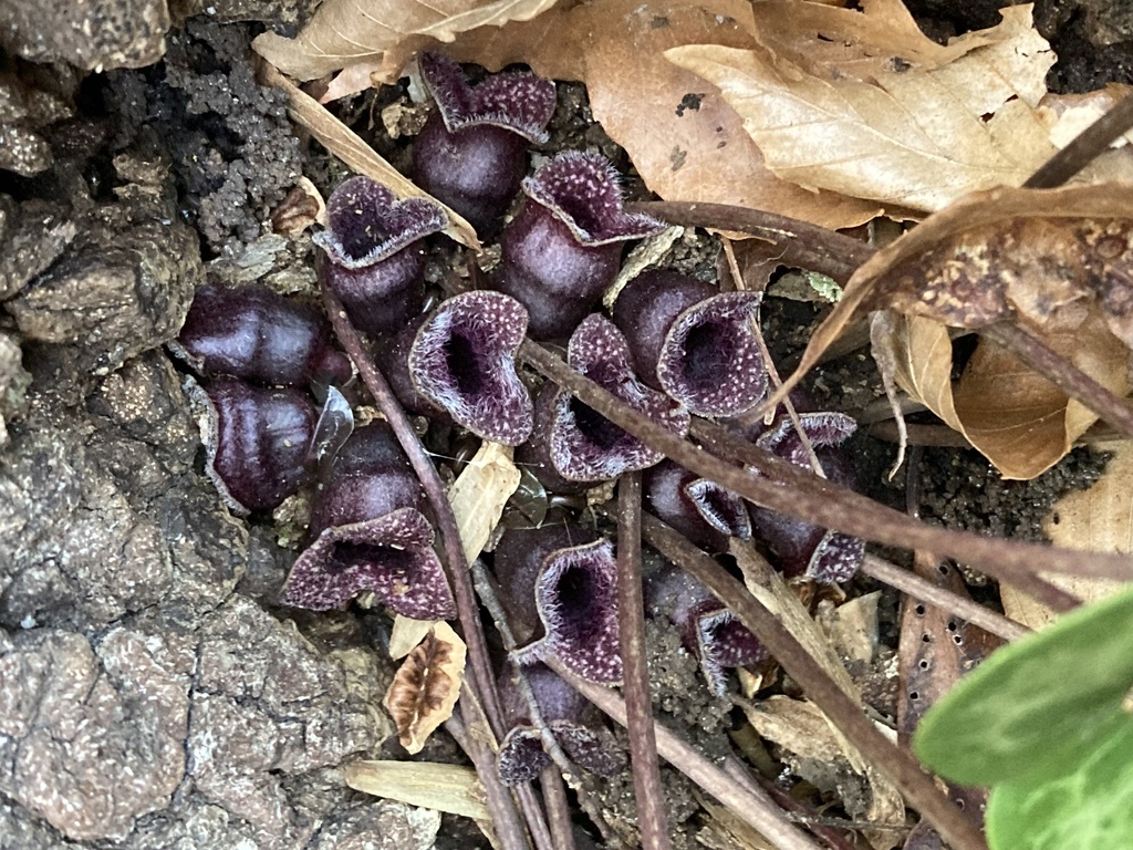 Virginia heartleaf in March 2024 by Joey Thompson. City of Richmond ...