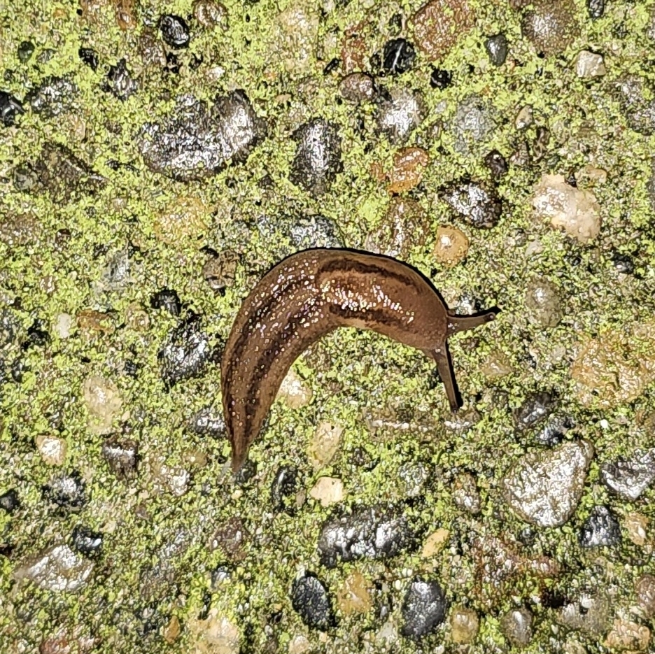 Striped Greenhouse Slug from Waller, WA, USA on January 27, 2024 at 08: ...