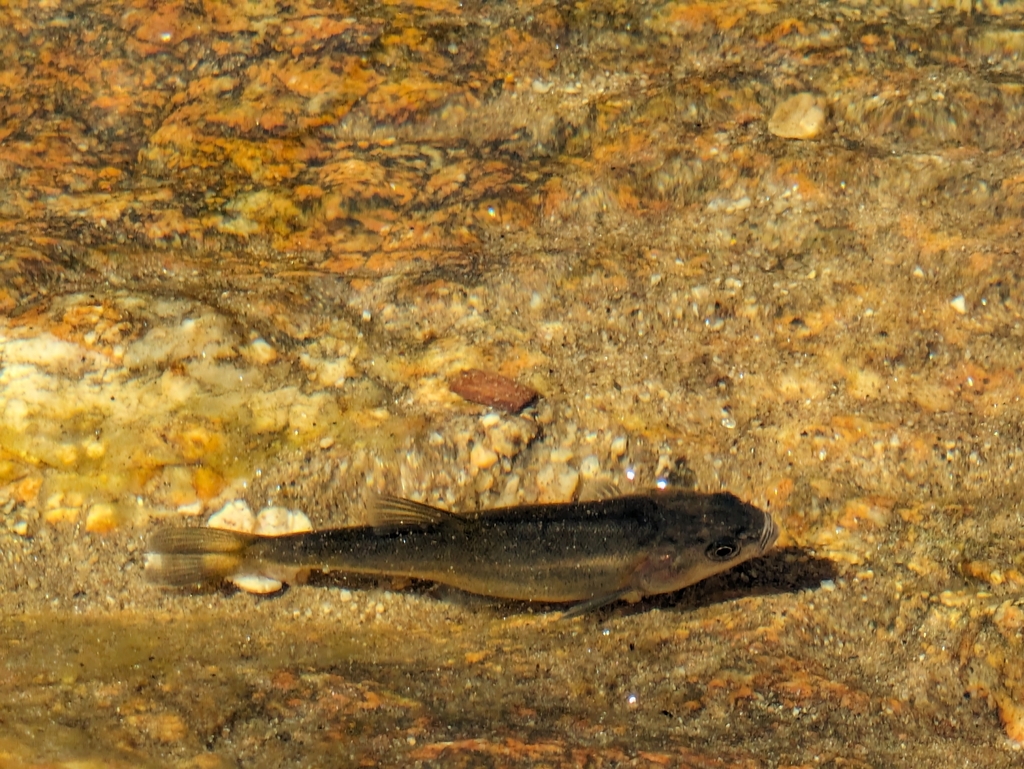 Roundtail Chub from Tucson, AZ 85750, USA on March 17, 2024 at 12:52 PM ...