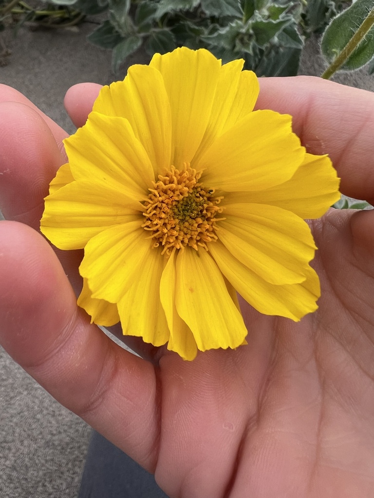 Desert Sunflower from Death Valley Rd, Baker, CA, US on March 15, 2024 ...