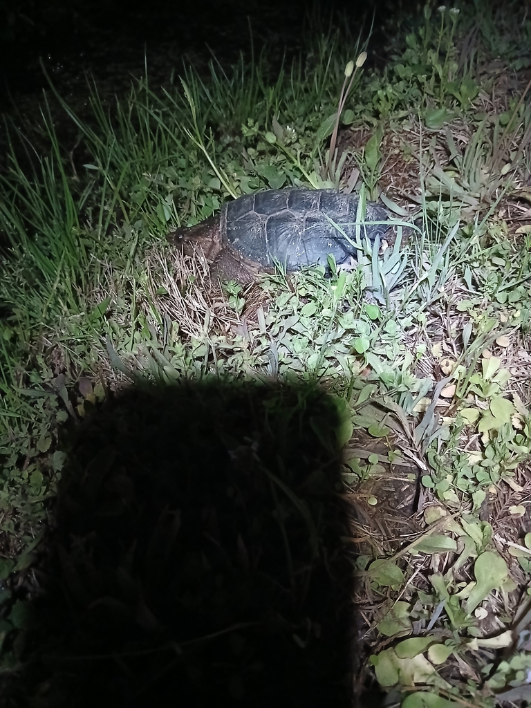 Common Snapping Turtle from Magnolia, AR 71753, USA on March 17, 2024 ...