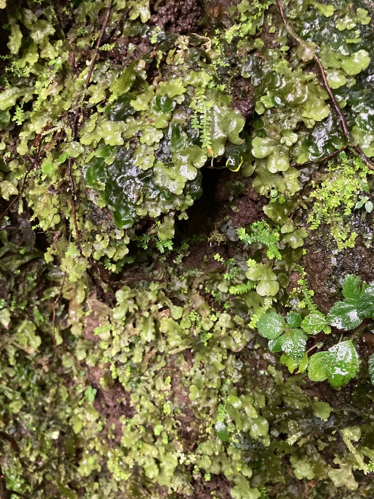 Monoclea gottschei from Vía 619, Abangares, Guanacaste, CR on March 15 ...