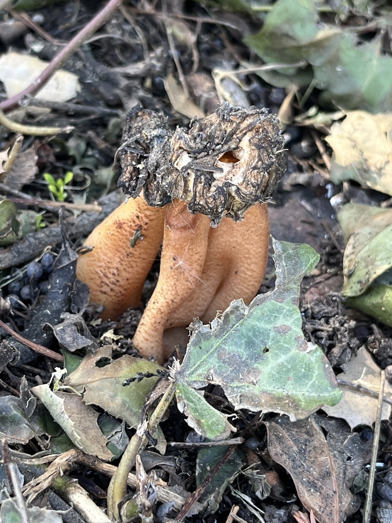 wrinkled thimble morel from Country Squire Ln, Saratoga, CA, US on ...