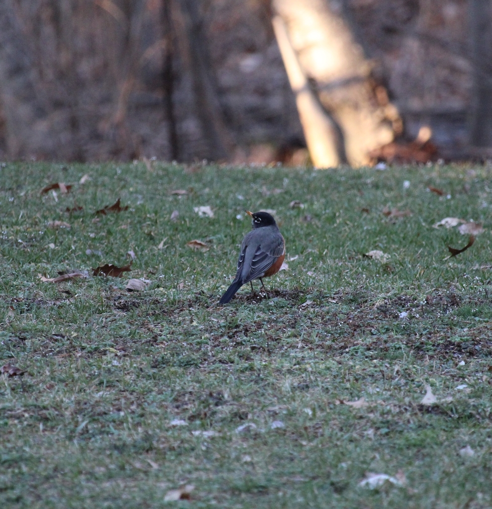 American Robin from Swan Creek Township, MI, USA on March 10, 2024 at ...