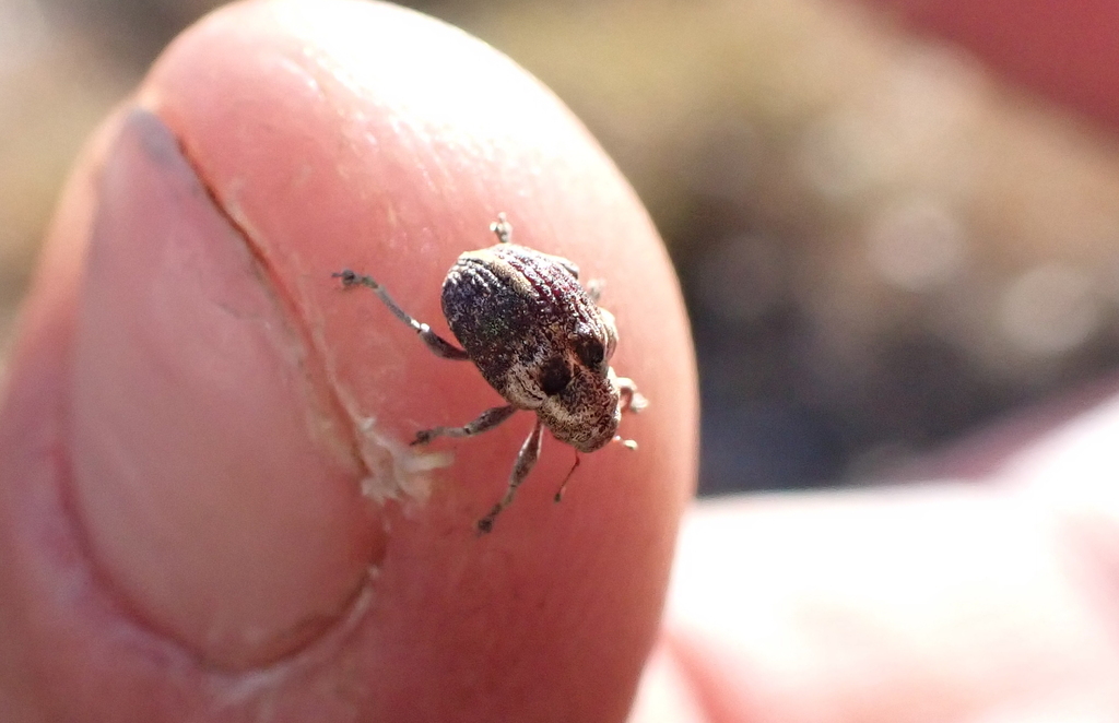 True Weevils from Little River VIC 3211, Australia on March 16, 2024 at ...