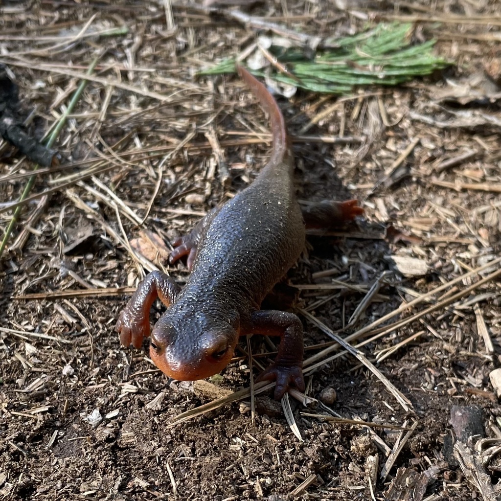 Sierra Newt from Sly Park Recreation Area, Pollock Pines, CA, US on ...