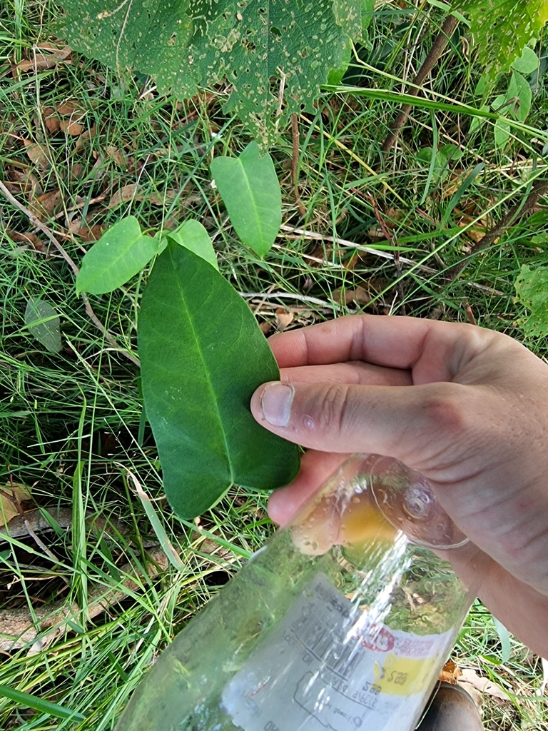 Moth Vine in March 2024 by Ben Thomson · iNaturalist