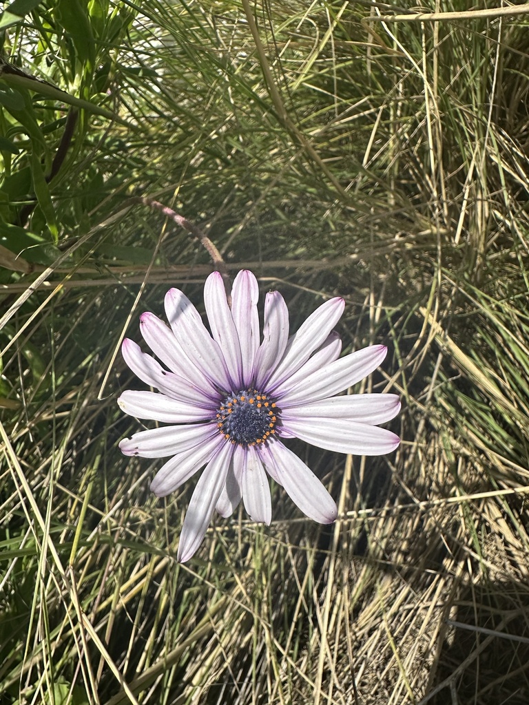 trailing African daisy from Santa Monica Mountains National Recreation ...