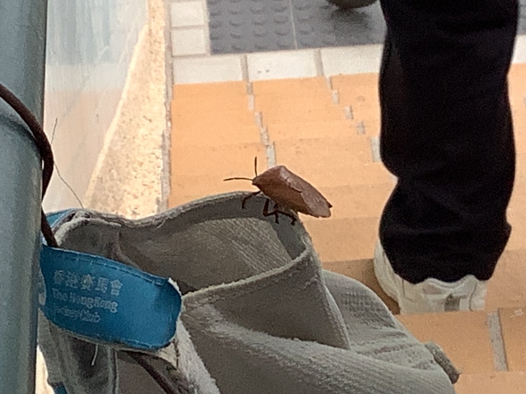 Tessaratoma papillosa from 英華小學, 長沙灣, 九龍, HK on March 18, 2024 at 03:39 ...