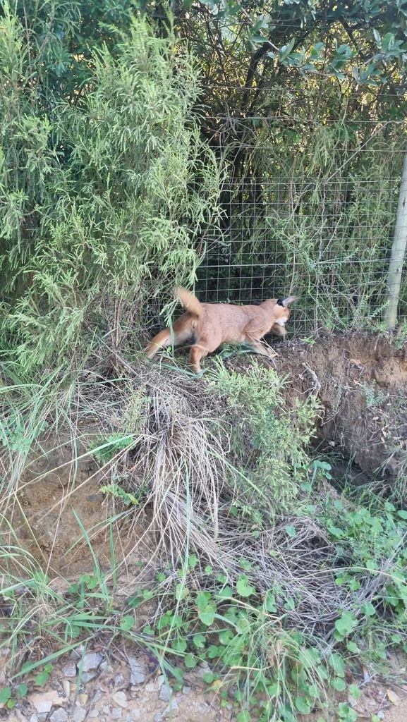 Southern and Eastern African Caracal from Sarah Baartman District ...
