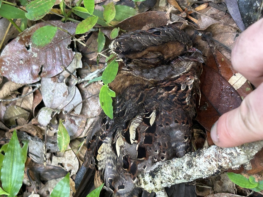 Collared Nightjar from Alaotra-Mangoro, MG-TM, MG on March 7, 2024 at ...