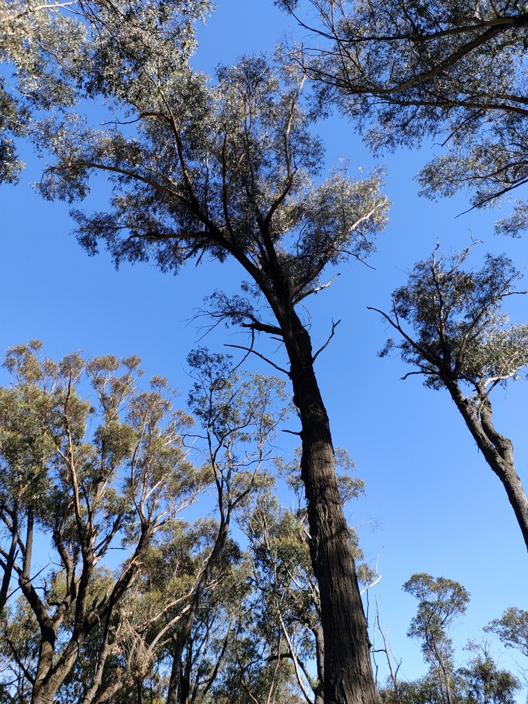 Silvertop Ash from Toorongo VIC 3833, Australia on March 18, 2024 at 10 ...