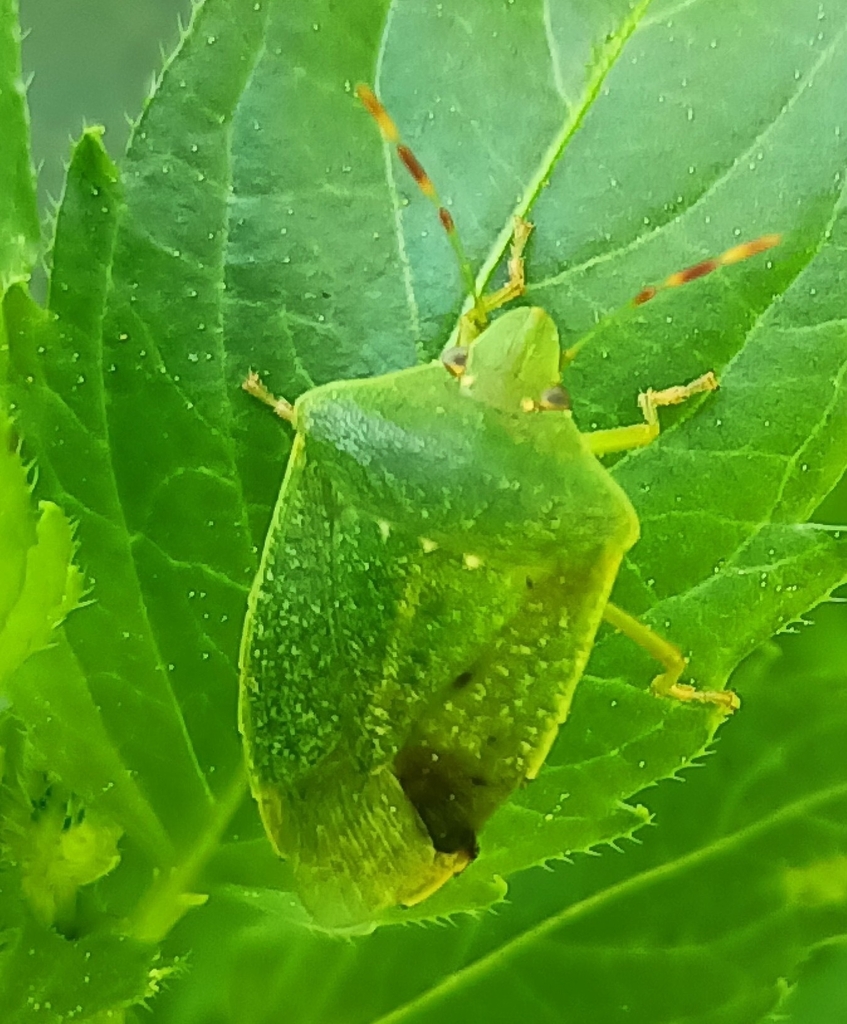 Southern Green Stink Bug in March 2024 by Haroun Nemouchi · iNaturalist
