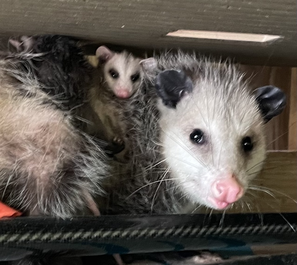 Virginia Opossum from Singer Island, North Palm Beach, FL, US on March ...