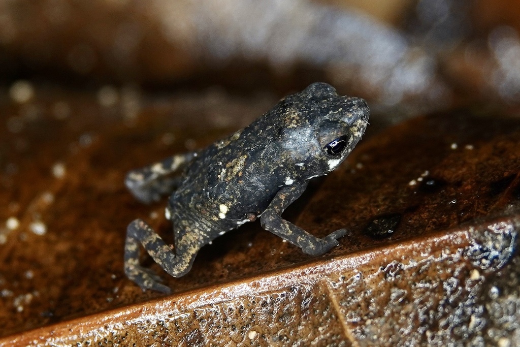 Loveridges Snouted Toad from Morogoro, TZ on March 16, 2024 at 03:15 PM ...